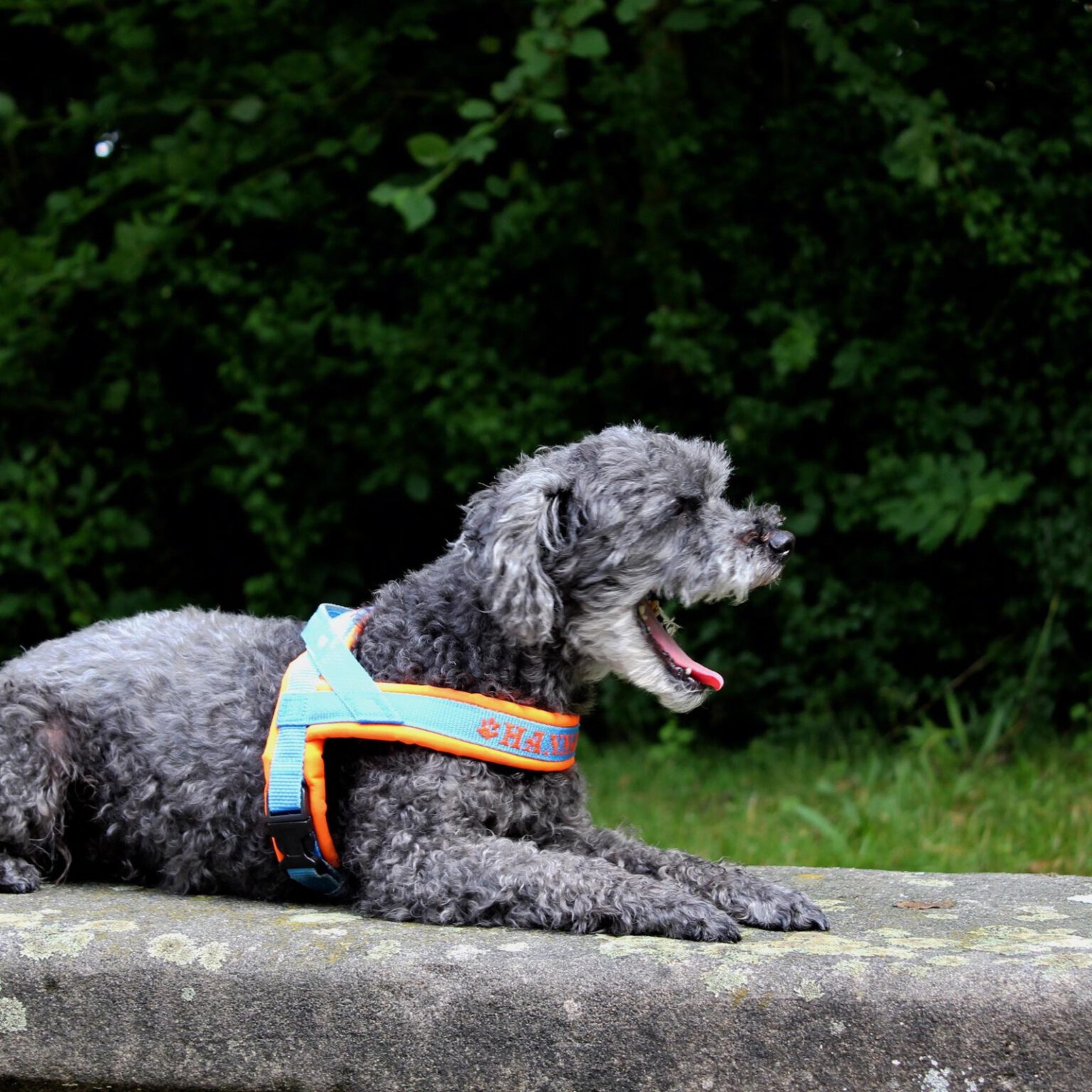 Hanna- 17 Jahre alt – neue Lebensenergie durch das Tellington ...